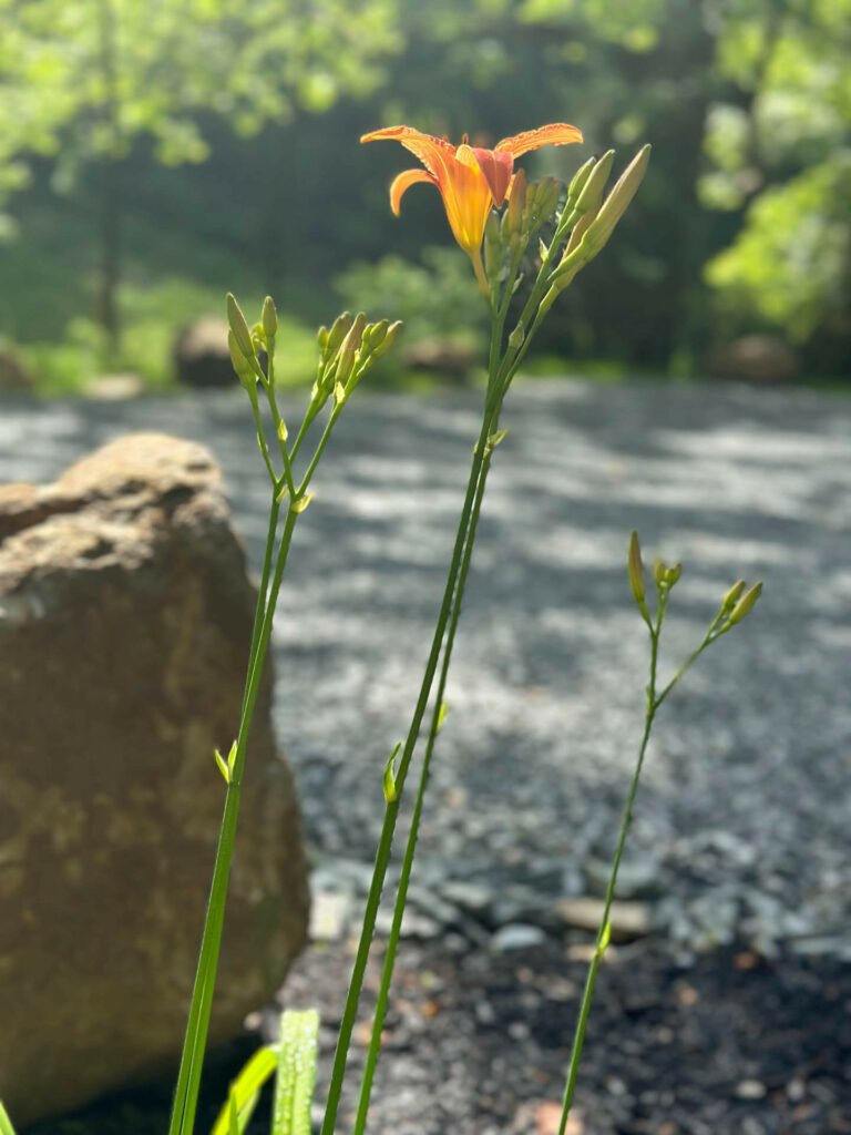 Grounded Eco-Villa | Basecamp Smoky Mountains NC